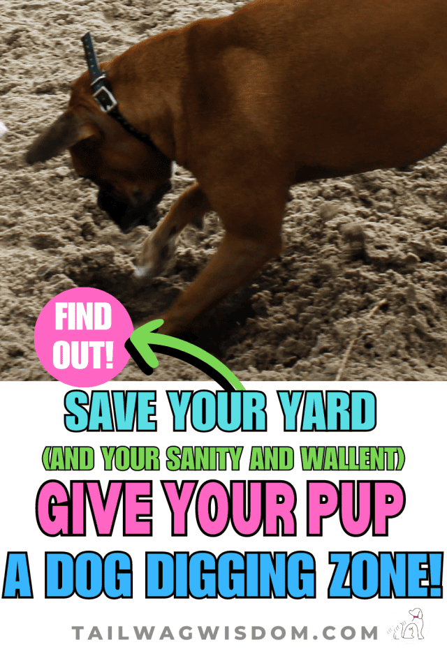 Reaping Rewards of a Dog Digging Pit