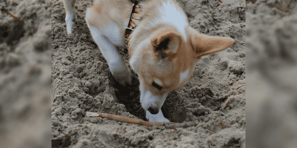 Reaping Rewards of a Dog Digging Pit