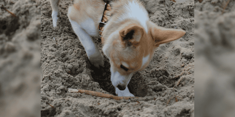 Reaping Rewards of a Dog Digging Pit