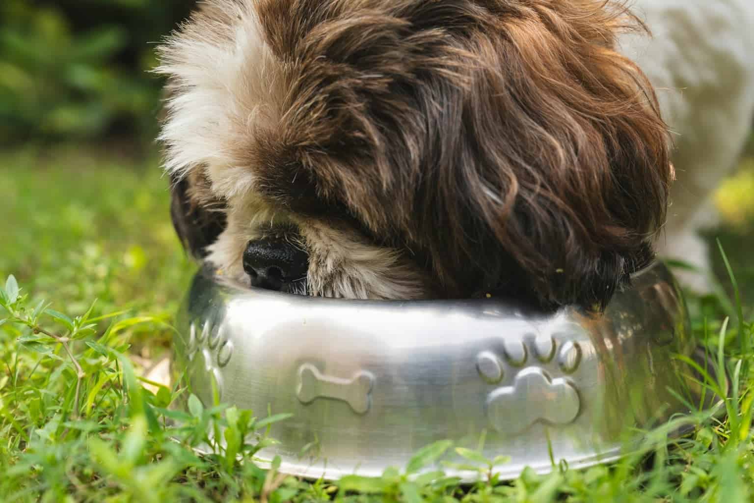 Quality Dog Food Benefits: Health and Costs 🐾💰