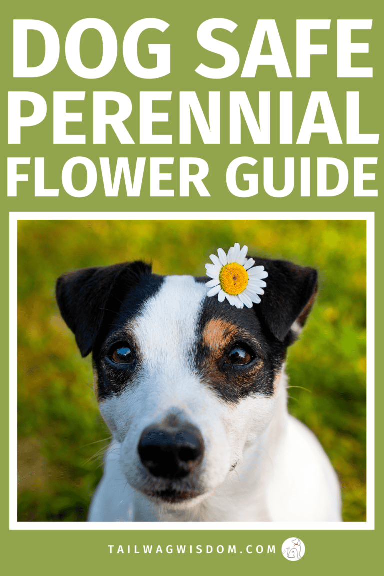 Dog Safe Perennial Flower Guide: 17 Non-Toxic Garden Plants Every Dog ...