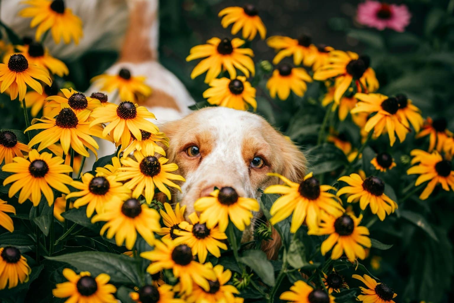 17 Dog Safe Perennial Flower Guide: Beauty on a Budget! 🐶🌸