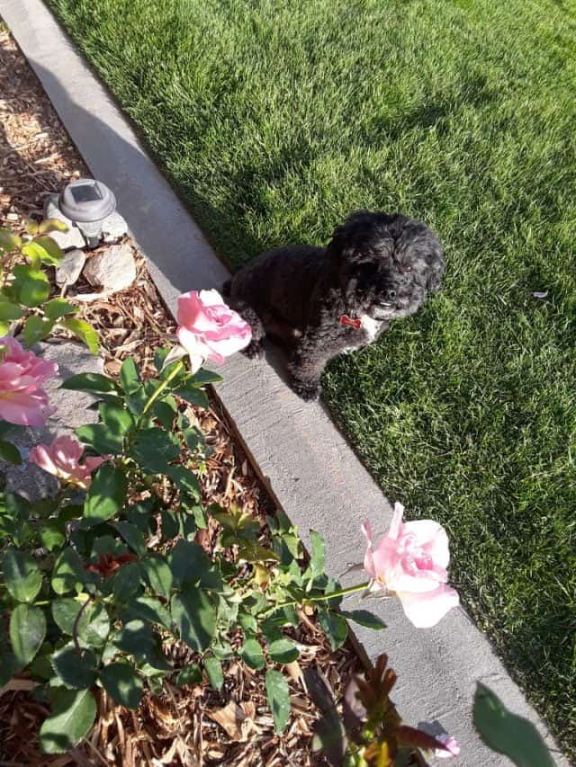 Dog Safe Perennial Flower Guide: 17 Non-Toxic Garden Plants Every Dog ...