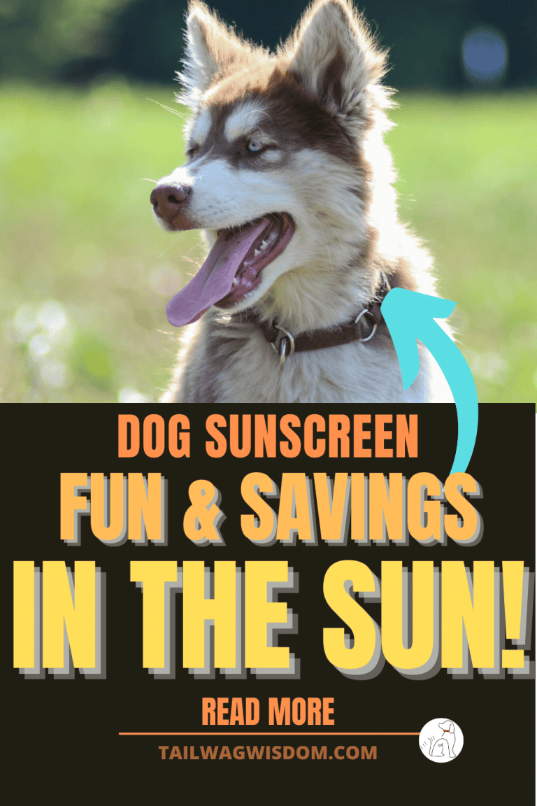 Fun in the Sun: How Sunscreen for Dogs Can Save You Money 🐶😎