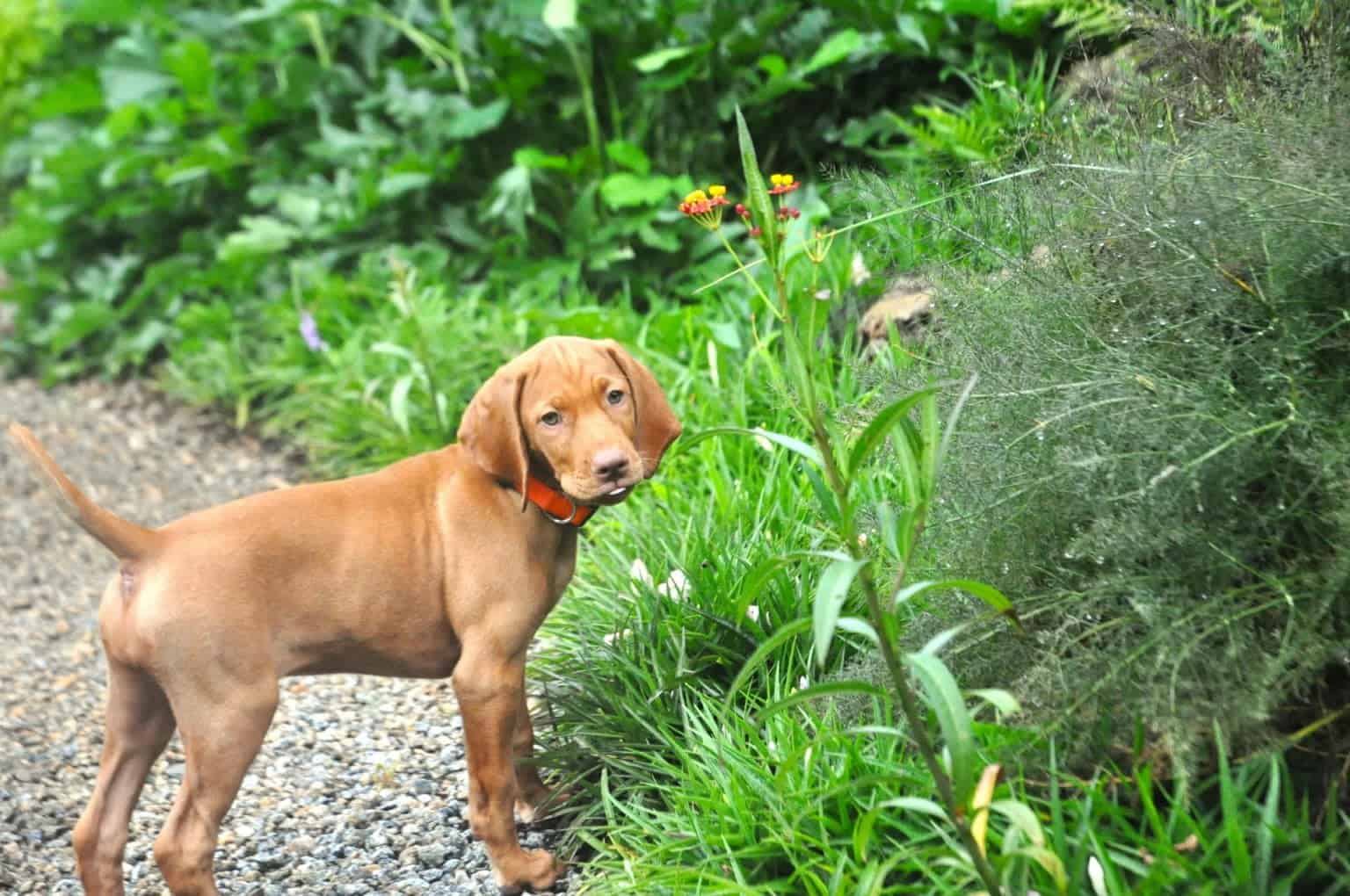 How Does Dog Safe Mulch Save Money? 🐾🐶 - Tail Wag Wisdom