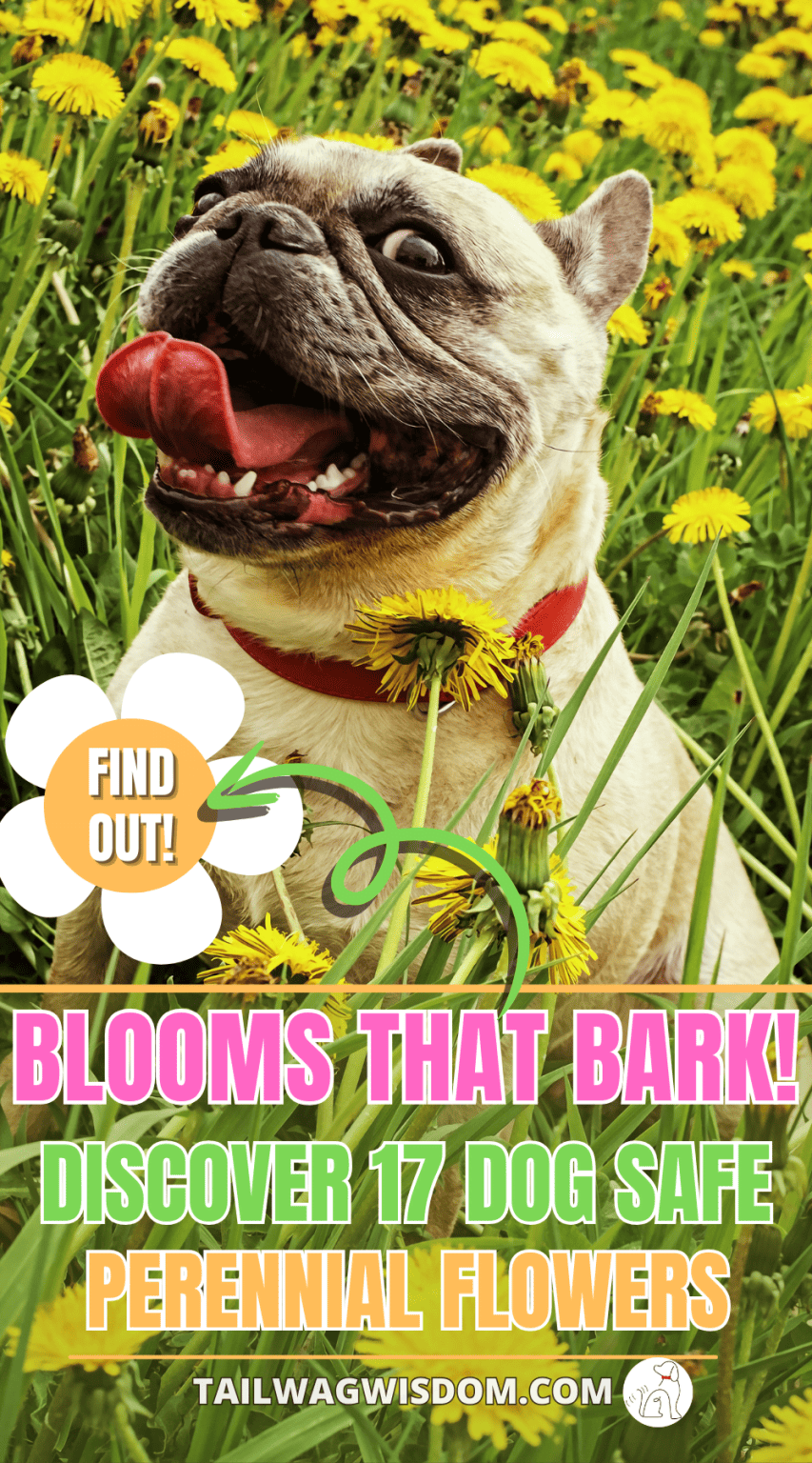 17 Dog Safe Perennial Flower Guide: Beauty on a Budget! 🐶🌸