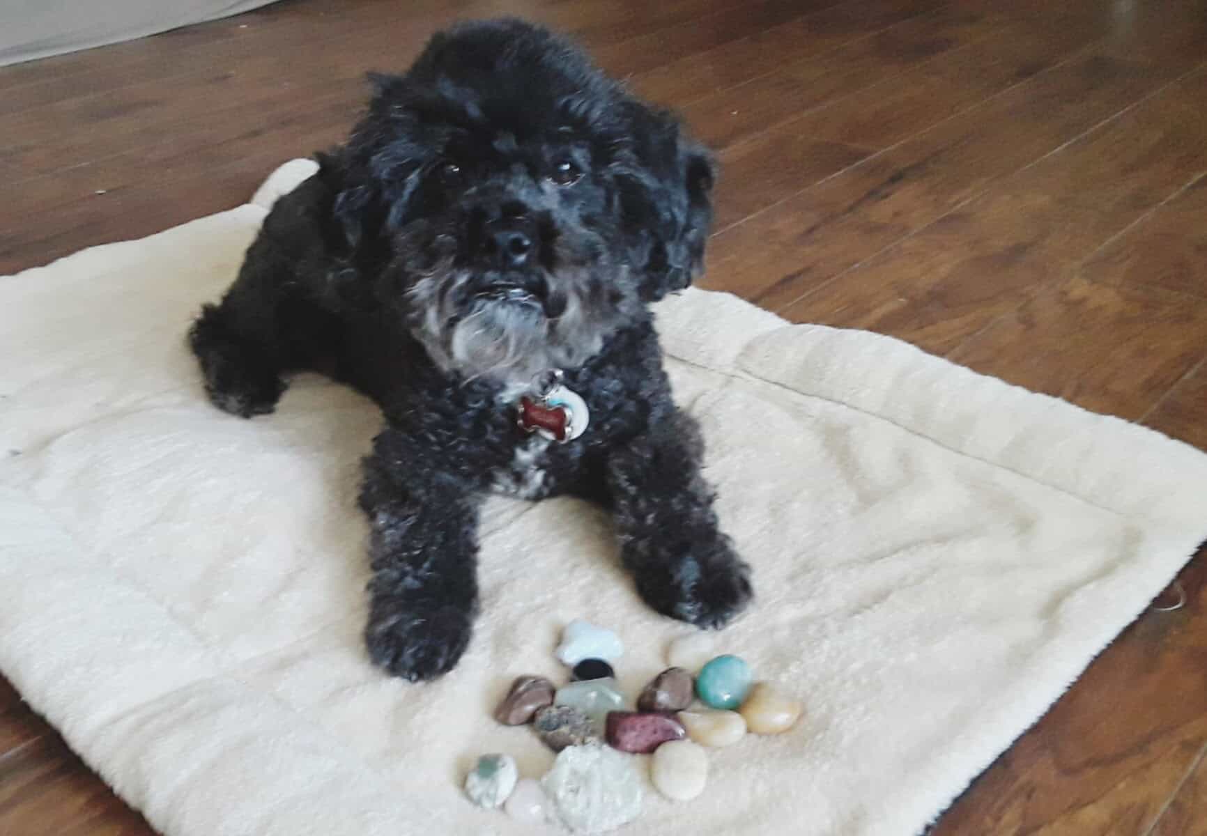 Are Healing Crystals Capable Of Boosting Your Dog's Wellbeing?