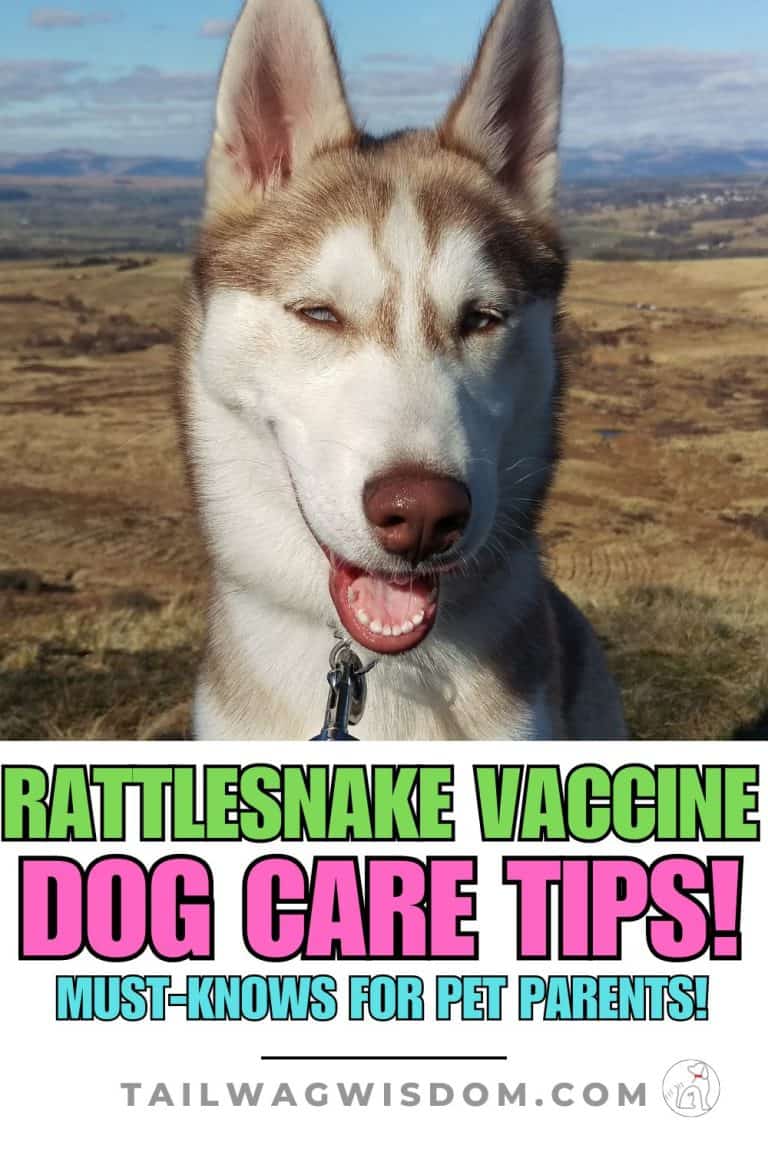 Dog Rattlesnake Vaccine Debunked: What’s Best for Your Pup?