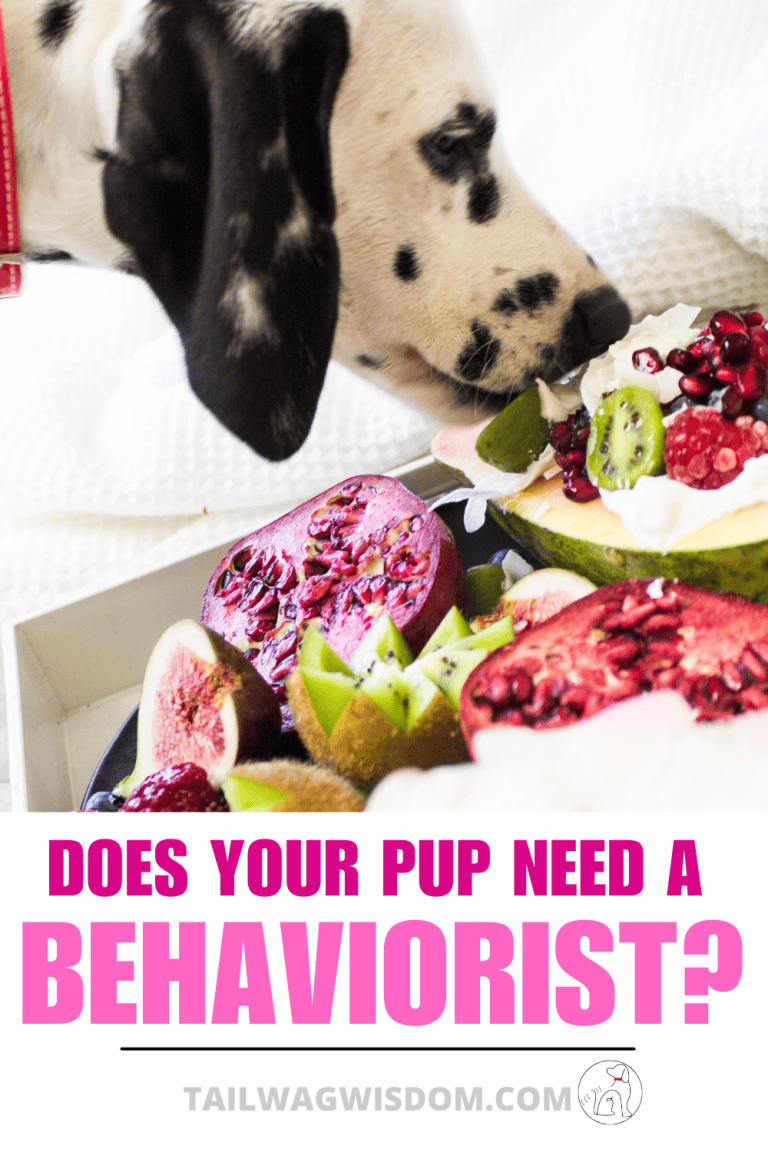 Behaviorists for Dogs: Miracle Workers for Mischievous Mutts