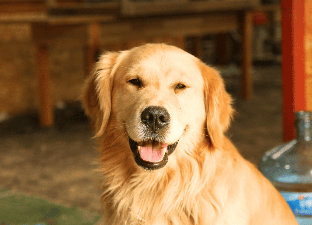 Unleashing the Truth About Dog Adoption: 23 Myths Busted!