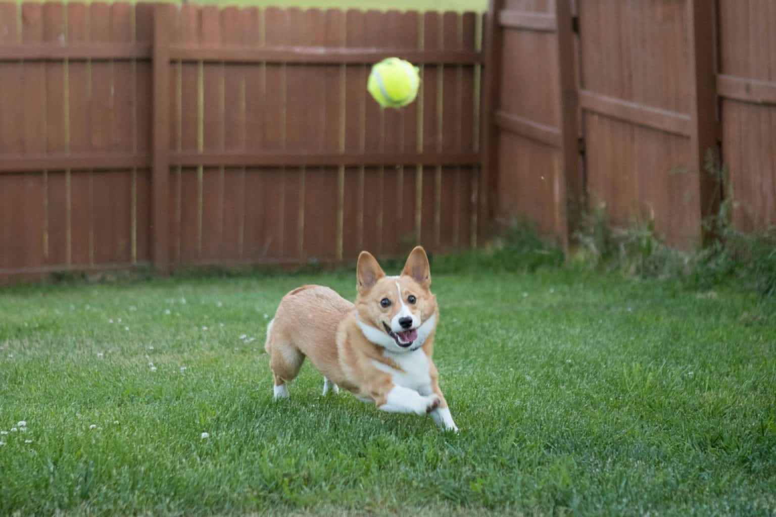 16 Dog Play Yard Ideas: Super Bark-Tastic Essentials for Your Canine ...