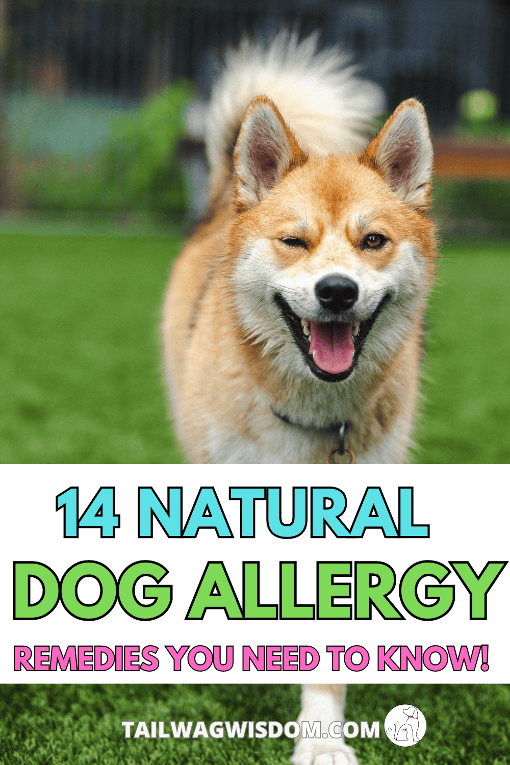 14 Natural Remedies for Dog Allergies: Paw-sitive Relief!