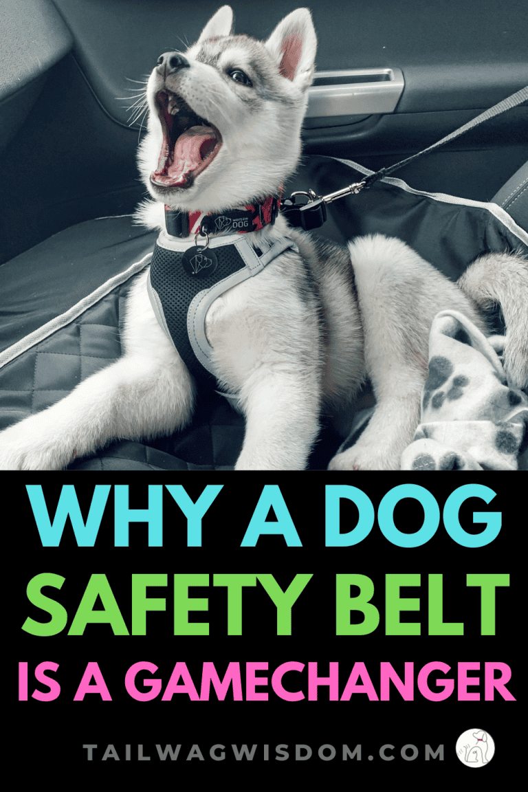 Dog Car Seat Belt: Essential for Your Precious Pup!