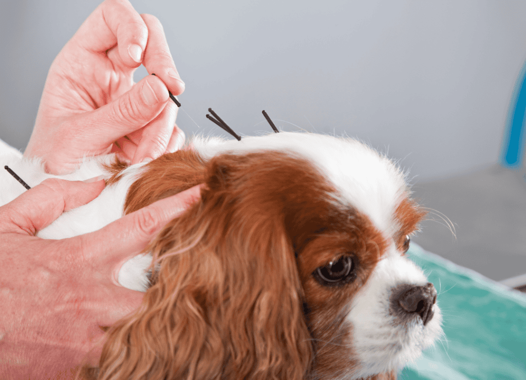 Acupuncture for Dogs: Ancient Wisdom Meets Modern Super Pet Care