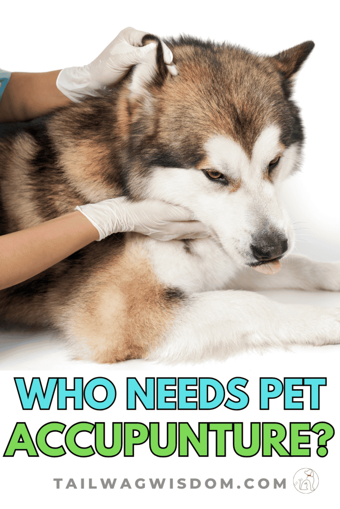 Acupuncture for Dogs: Ancient Wisdom Meets Modern Super Pet Care