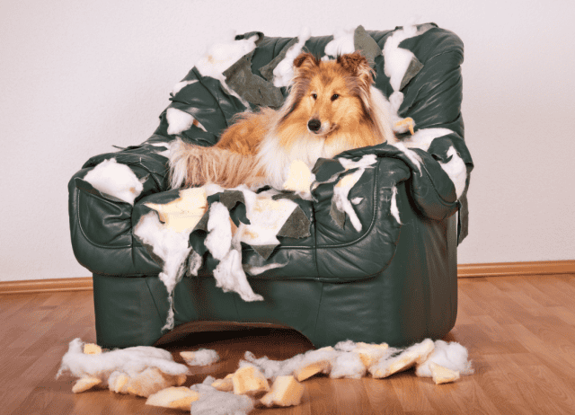 Dog Digging Furniture: 25 Effective Ways to Stop It Fast