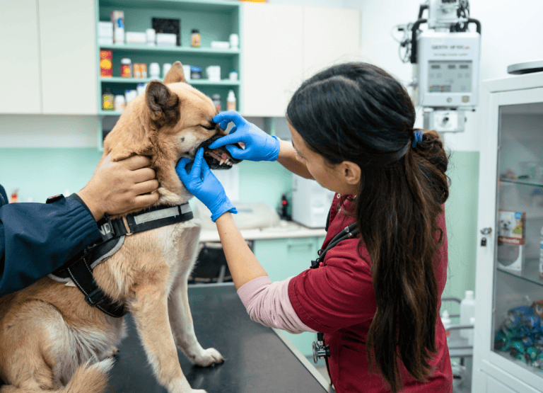 Veterinarian Clinic Secrets: Who’s Treating Your Pet?