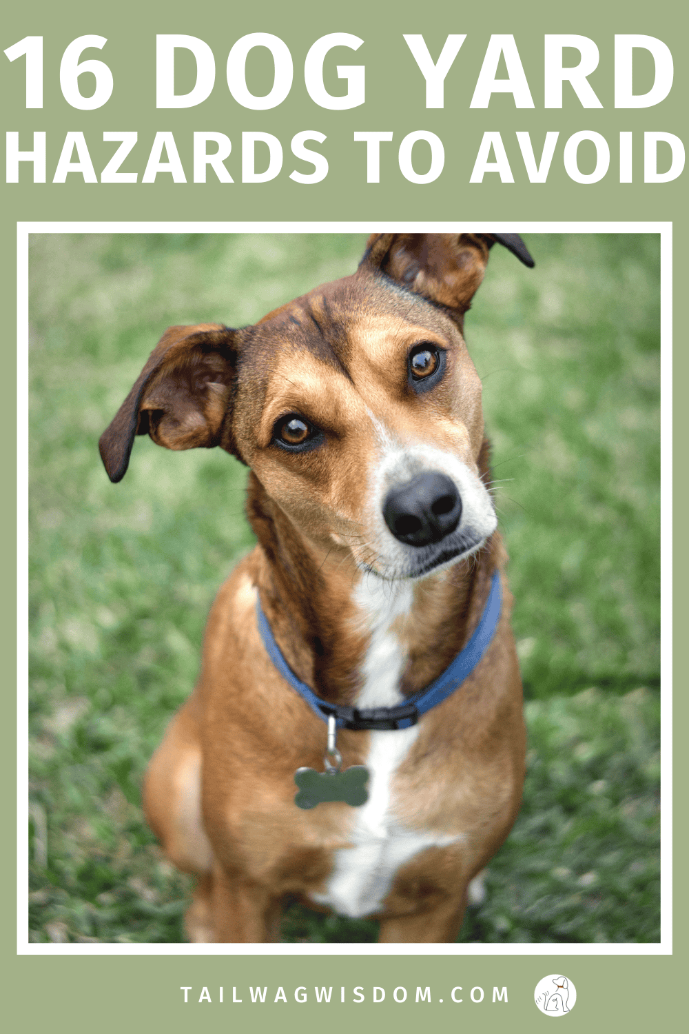 16 Hazards To Avoid In A Safe Dog Yard