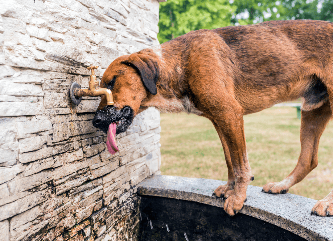 16 Dog Play Yard Ideas: Super Bark-Tastic Essentials for Your Canine ...