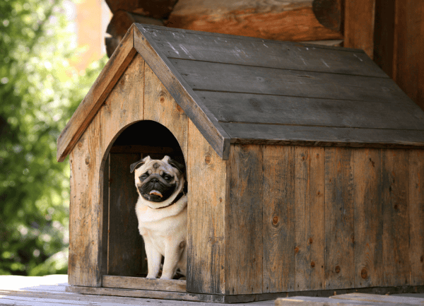 16 Dog Play Yard Ideas: Super Bark-Tastic Essentials for Your Canine ...