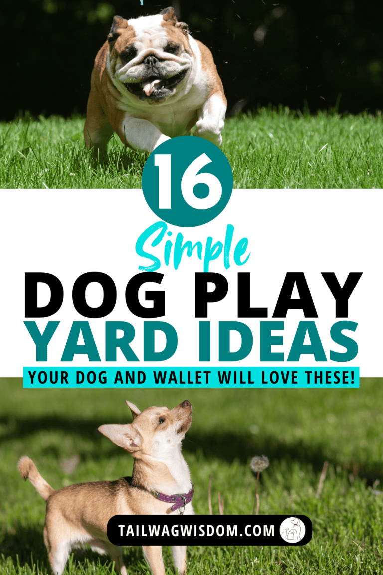 16 Dog Play Yard Ideas: Super Bark-Tastic Essentials for Your Canine ...