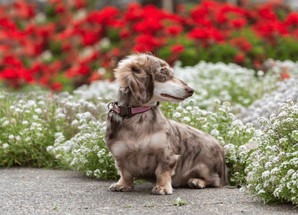 16 Dog Play Yard Ideas: Super Bark-Tastic Essentials for Your Canine ...