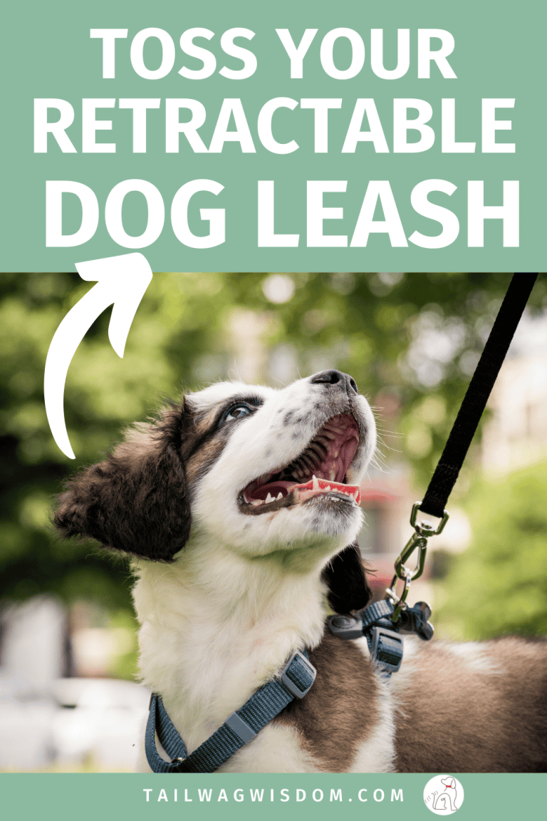 Stop Using That Retractable Leash! The Risks You Can’t Ignore