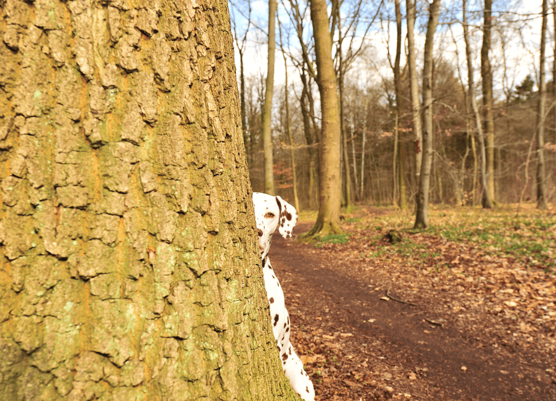 Lost Dog? Guide to Find Your Buddy