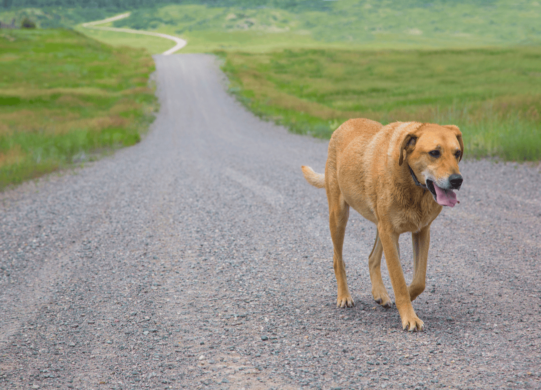 Lost Dog? Guide to Find Your Buddy
