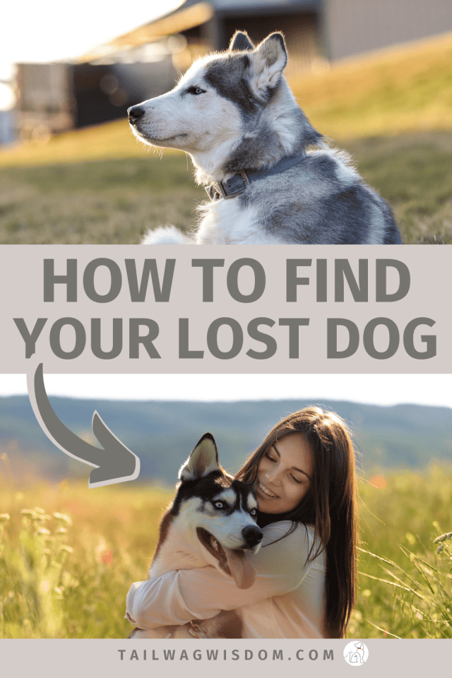 Lost Dog? Guide to Find Your Buddy