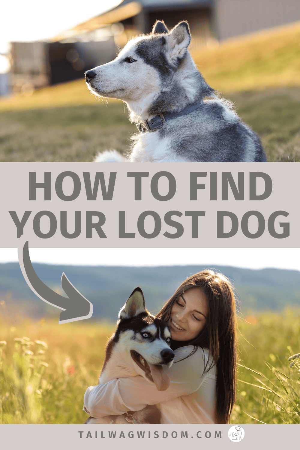 Lost Dog? Guide to Find Your Buddy