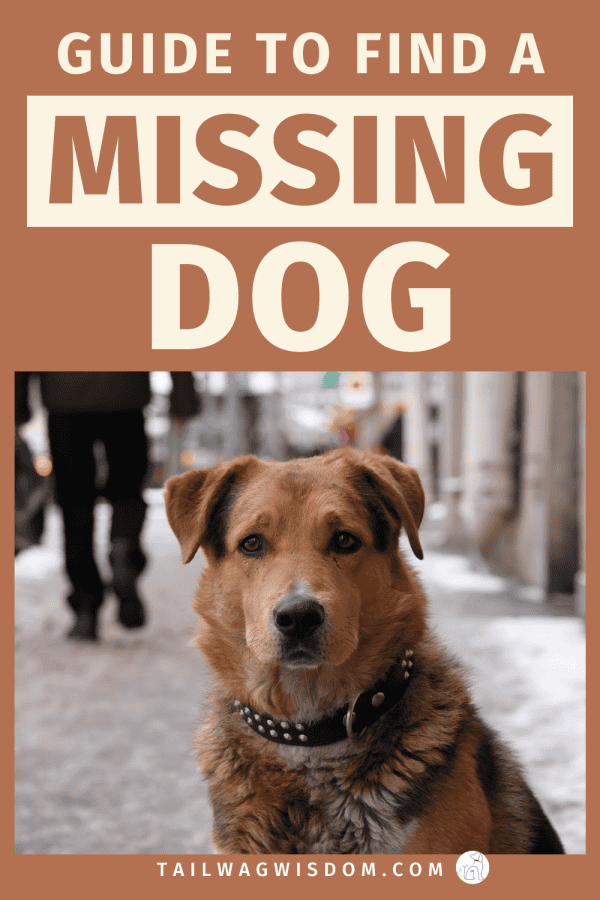 Lost Dog? Guide to Find Your Buddy