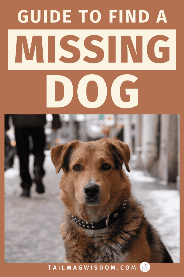 Lost Dog? Guide to Find Your Buddy