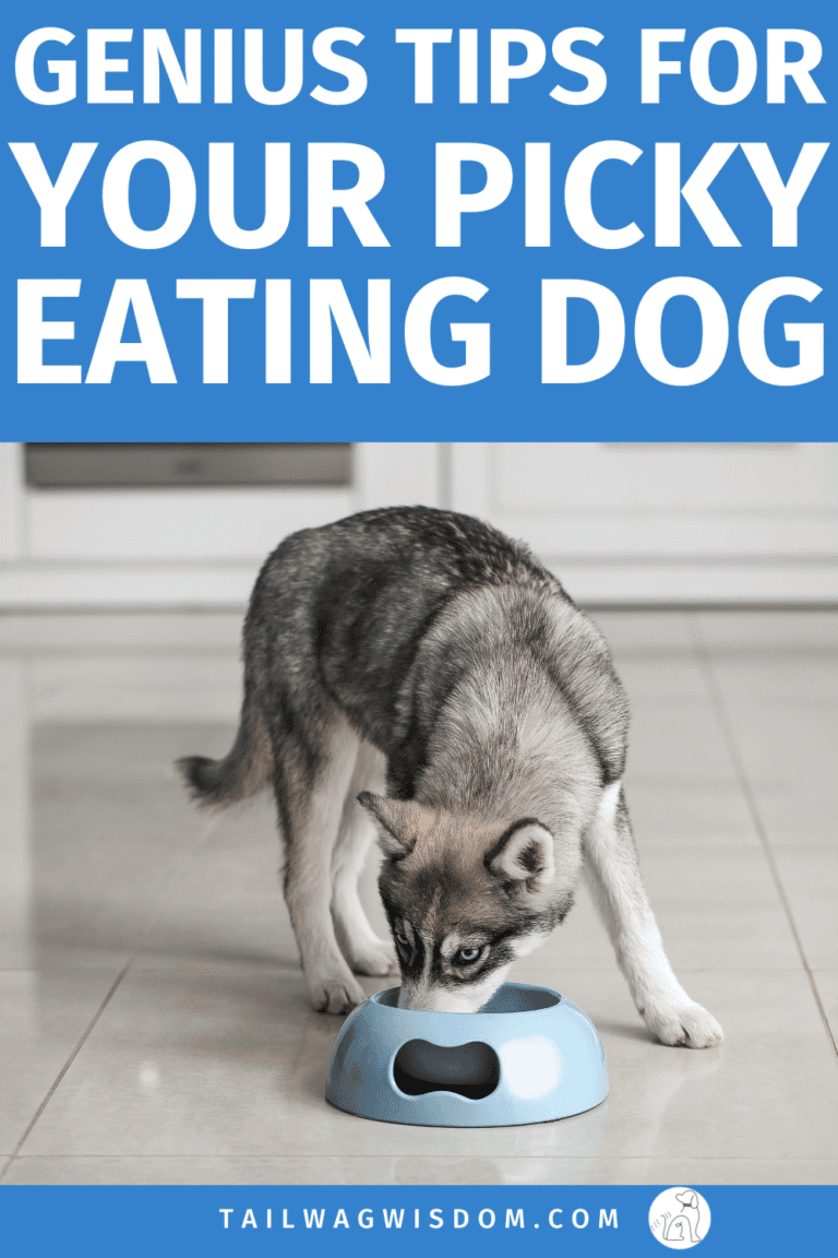 Picky Eating Dog? Unlock the Secret Solutions