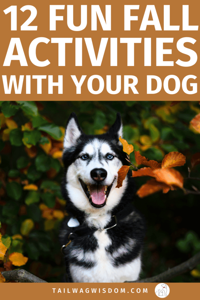 12 Fun Fall Activities to Do With Your Dog