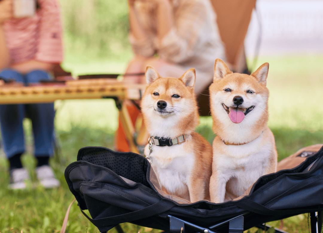 12 Fun Fall Activities to Do With Your Dog