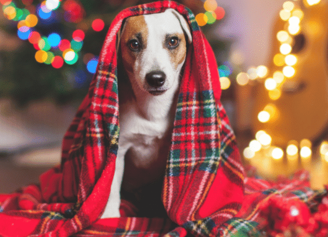 Beware of These Dog Holiday Hazards This Season